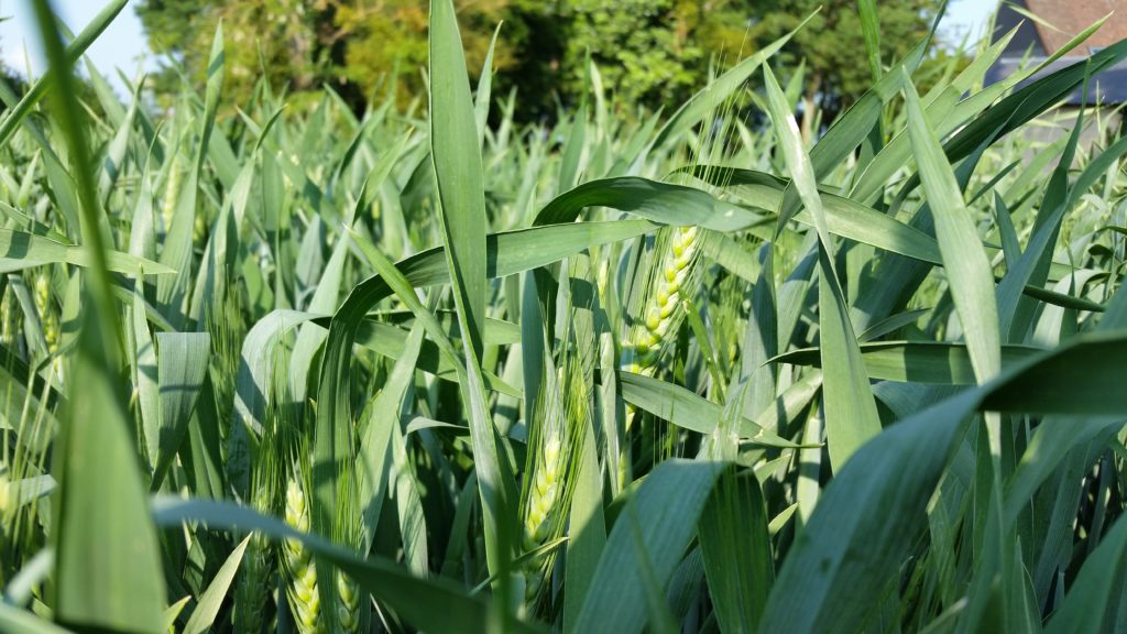 Un outil de pilotage du dernier apport d'azote à partir d'images satellite Sentinel 2 - SatFarming
