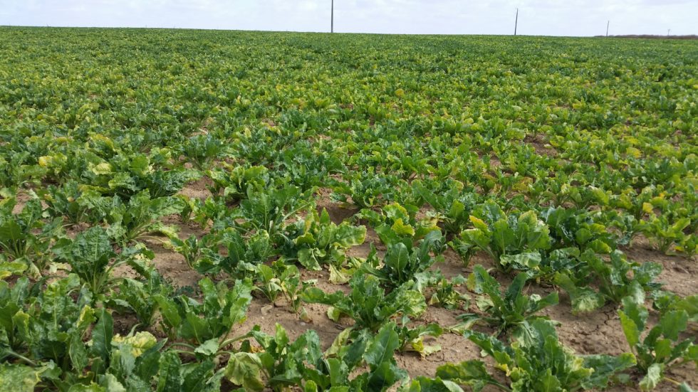 Un outil d'analyse des effets de la jaunisse sur la betterave sucrière ...